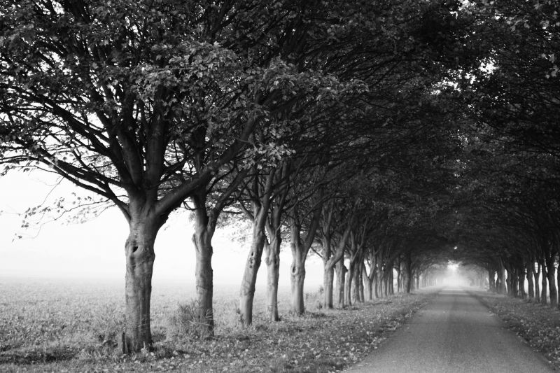 Polder in beeld: De Wieringerrandweg – De Meerpeen