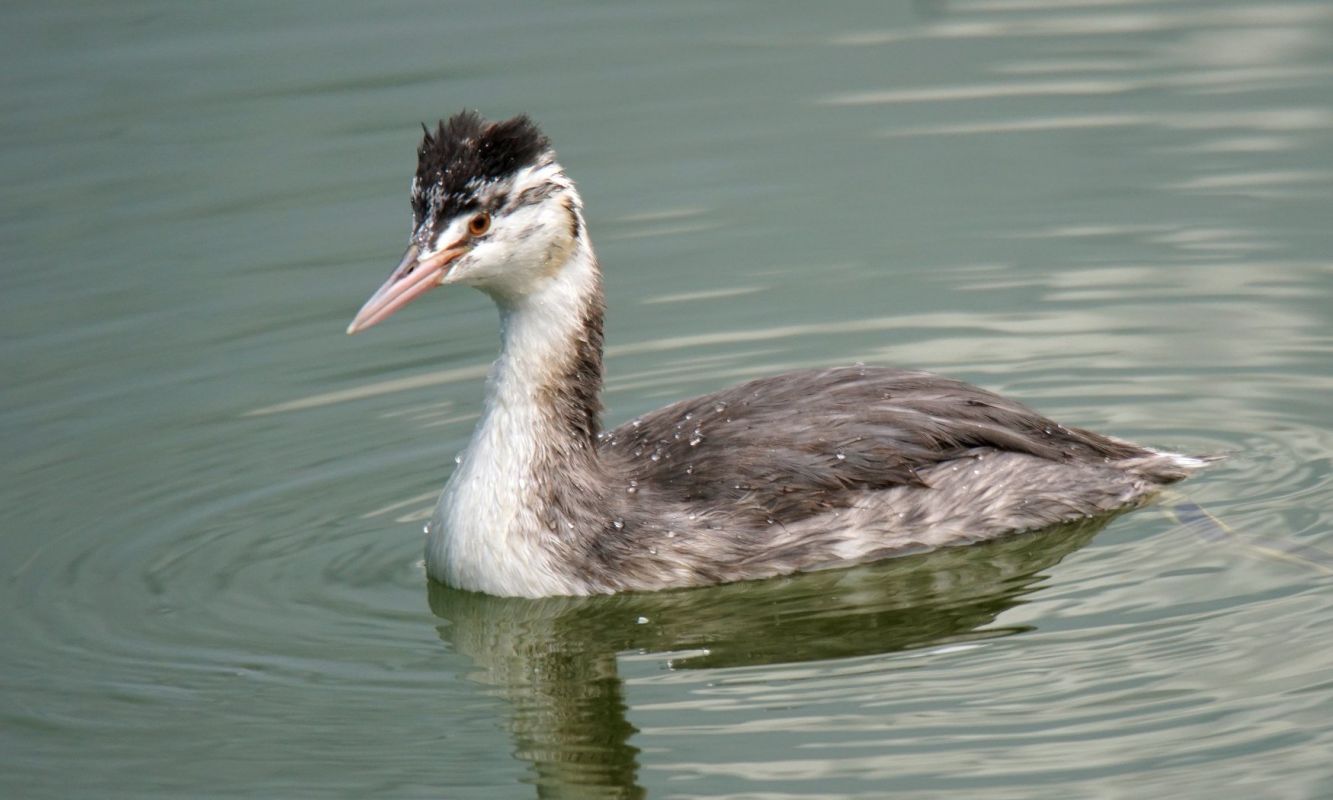 Natuur in de polder door de lens van fotograaf Leen Kuiper
