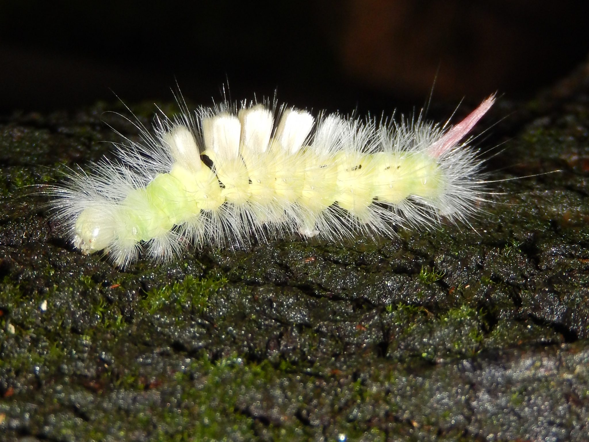 En ons altijd weer boeit door Peter C. Meijer: 'Meriansborstel' (145)
